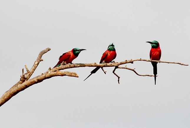 Northern Carmine Bee-eaters - some of East Africa's most striking birds ...
