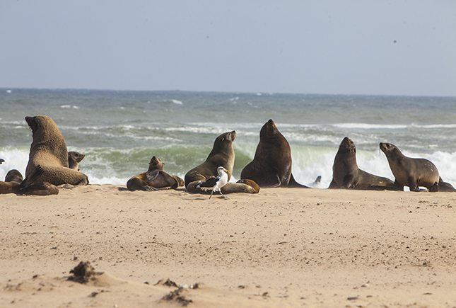 Seals at Moewe Bay - Tropicair
