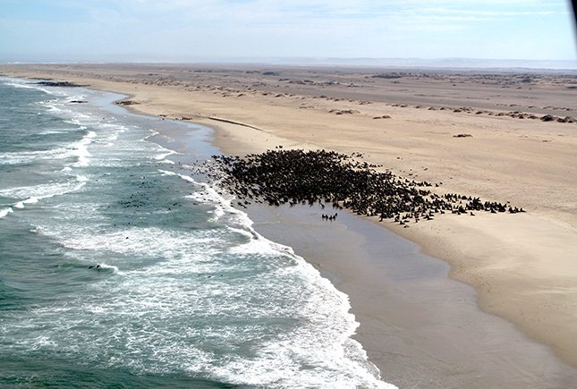 Seal colonies at Moewe Bay - Tropicair