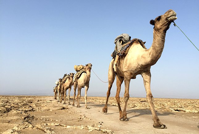 Hundreds of camels belonging to the Afar people - Tropicair