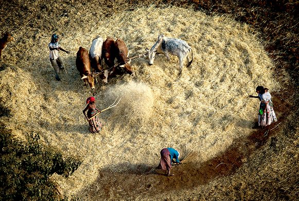 Harvesting Teff - the world's smallest grain - Tropicair