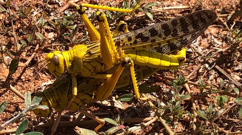 Desert Locust Control - Tropicair