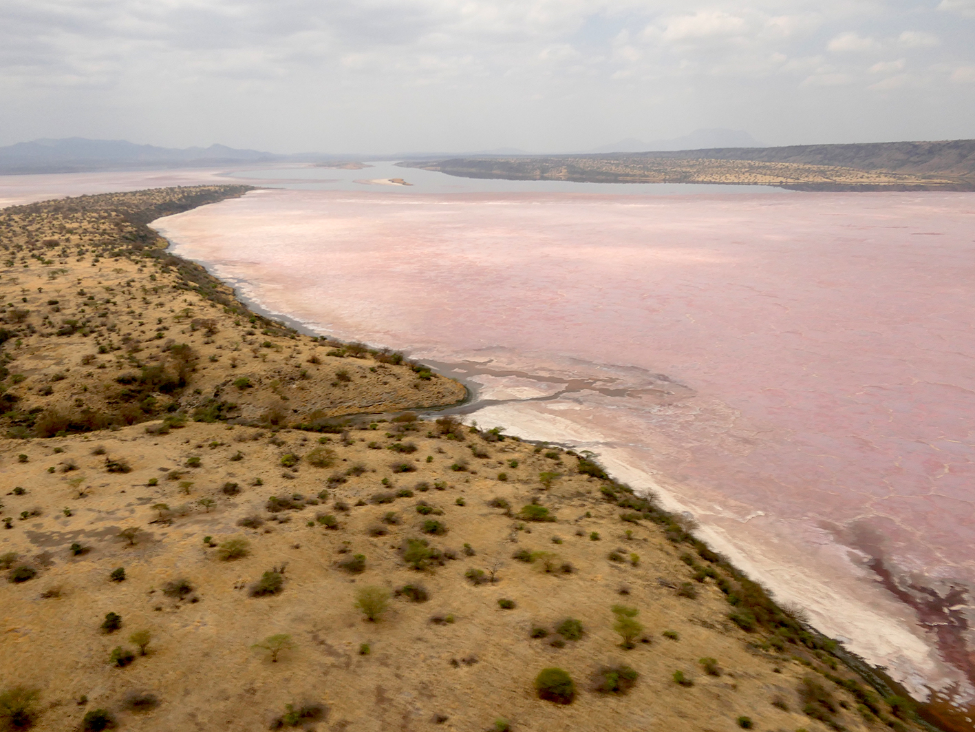 Magadi Red! - Tropicair
