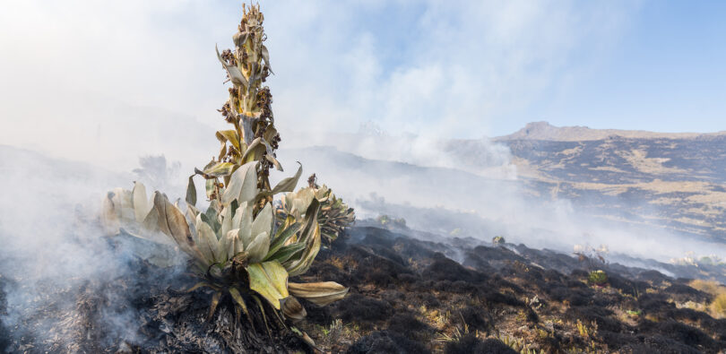 Blazing Mount Kenya - Tropicair